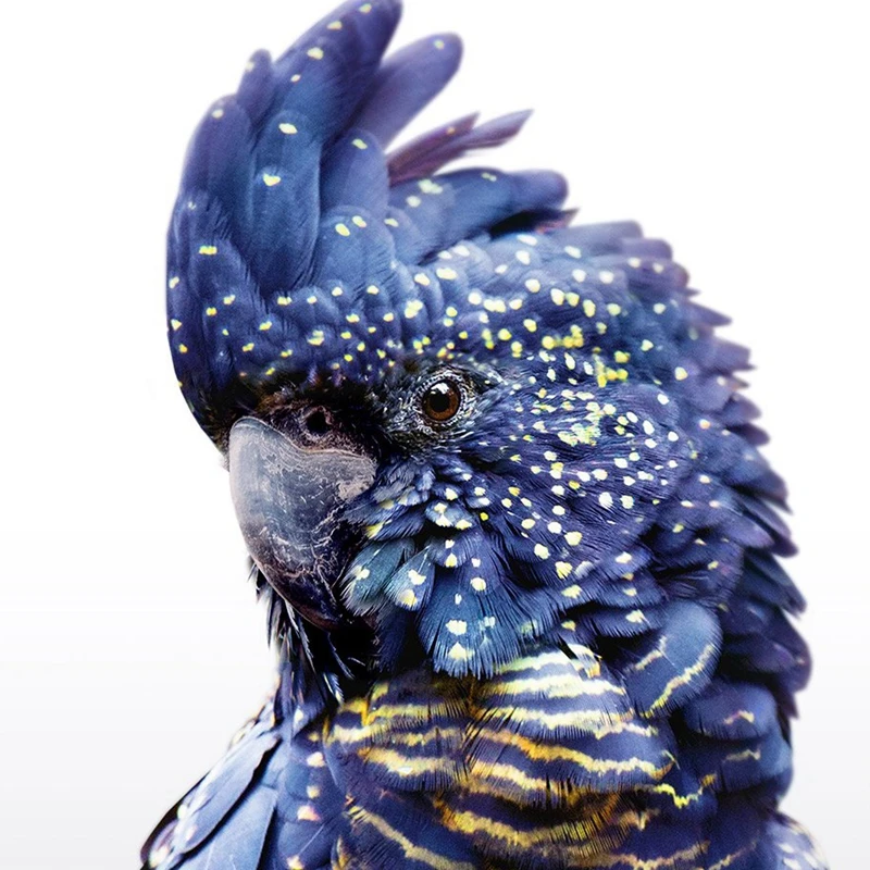 Blue Cockatoo Bird