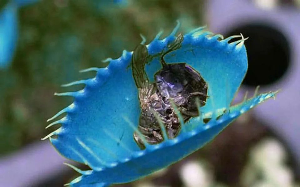 Online Buy Wholesale venus flytrap from China venus flytrap Wholesalers ...