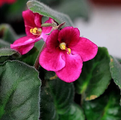 Hot Sale Red Violet Flower 100pcs/Pack – GreenSeedGarden