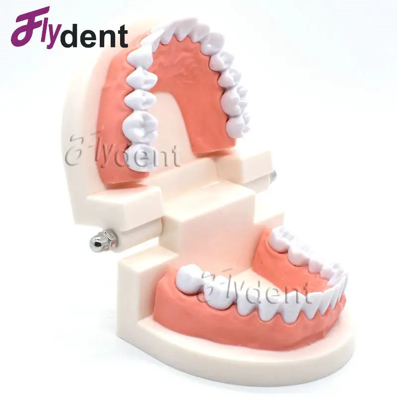 Dental Teeth Model Dentist Student Model For Teaching Dentistry ...