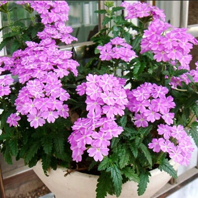 Potted Flower Seeds Verbena Hybrida, Hanging Verbena Seed, Semi ...