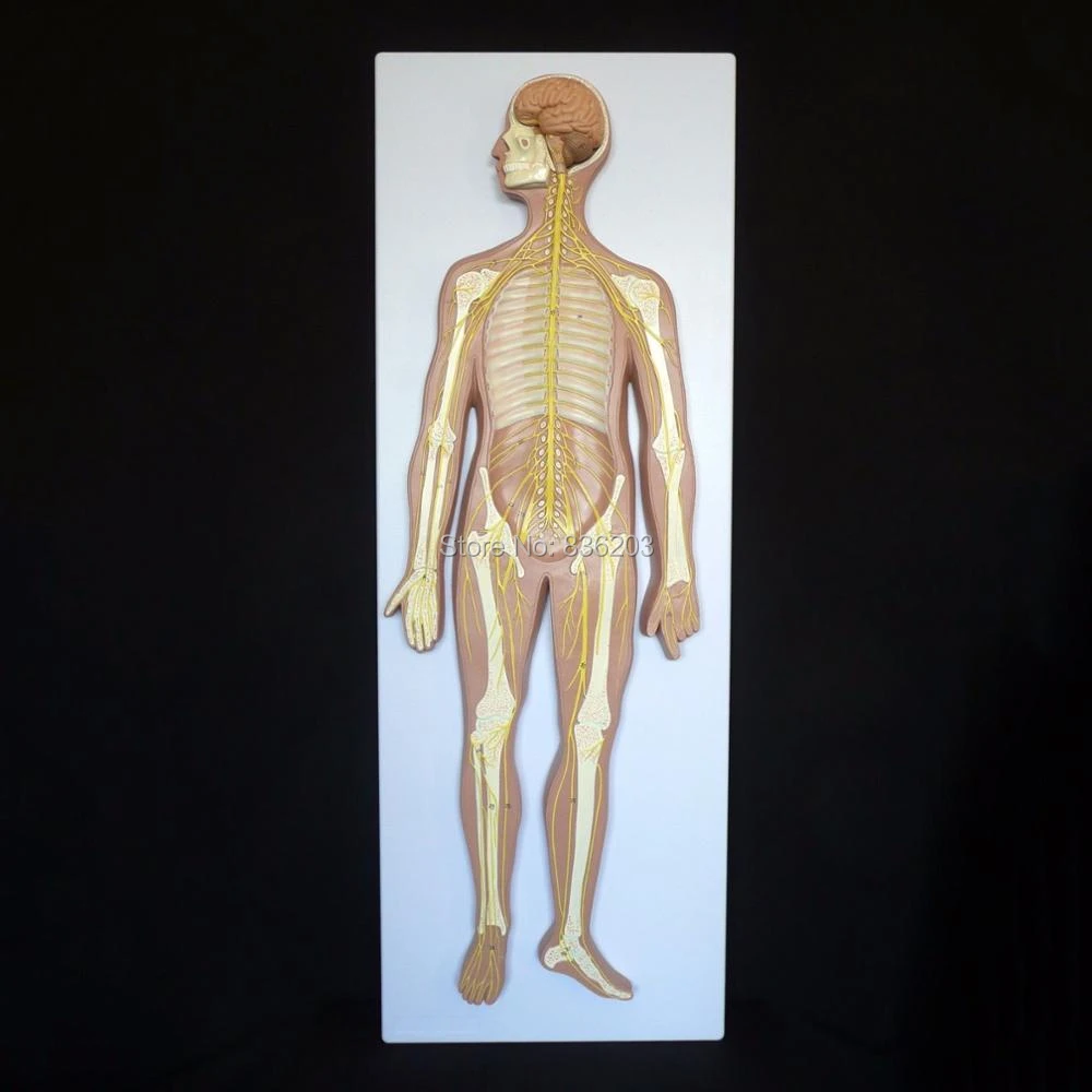 Periferik Sinir Sistemi Anatomisi