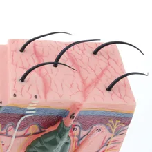 Human Skin Enlarged Hair Layer Structure | Anatomical Model Teaching ...