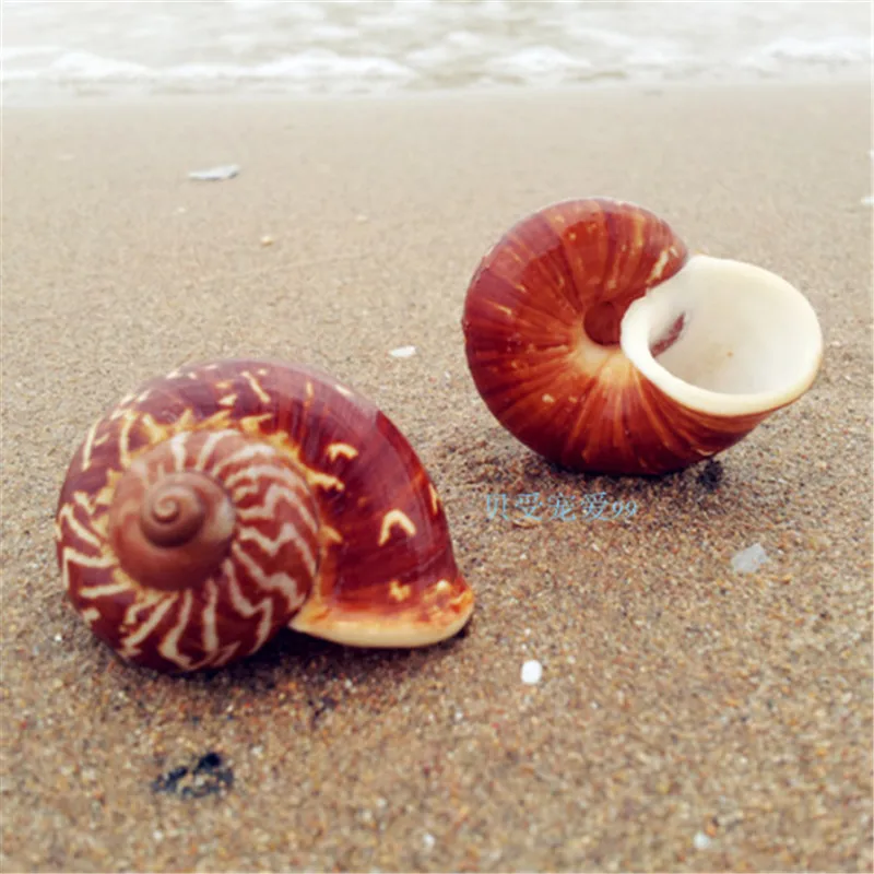 3-cm-natural-rare-snail-treasure-screw-screw-exquisite-collection-DIY ...