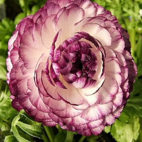 Multi-Color Ranunculus Asiaticus Flower Seeds, 100pcs/pack ...