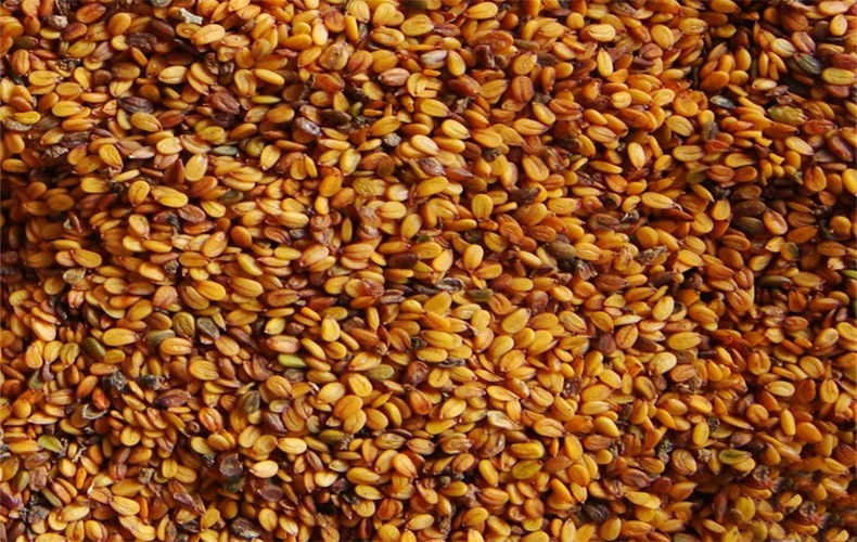 Maca (Mix) Seed * 1 Pack ( 1500 Seeds ) * Lepidium Meyenii Peruvian ...