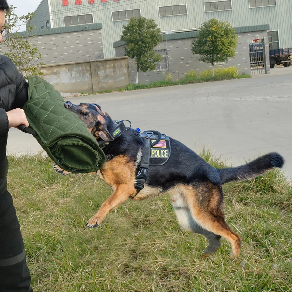 Police Dogs Rottweiler Service Dog 10+ Thousand Rottweiler Guard Dog ...