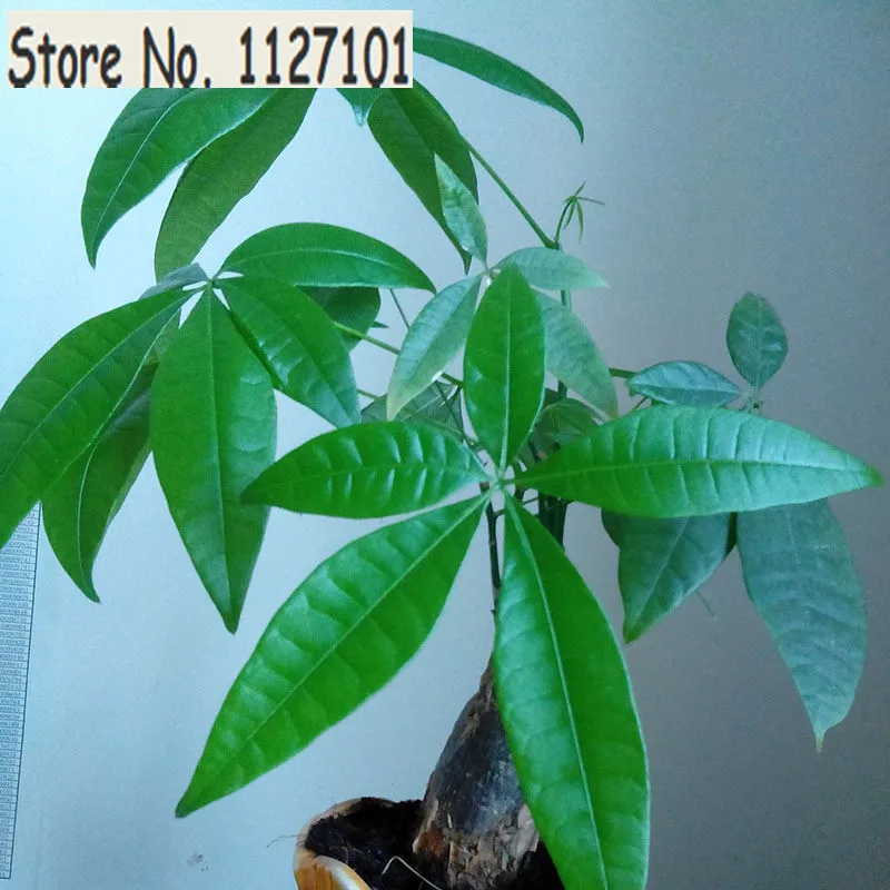 Money Tree Plant Seeds