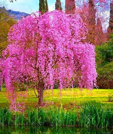 10pcs Weeping Sakura plant Beautiful Oriental Cherry Blossom plant ...