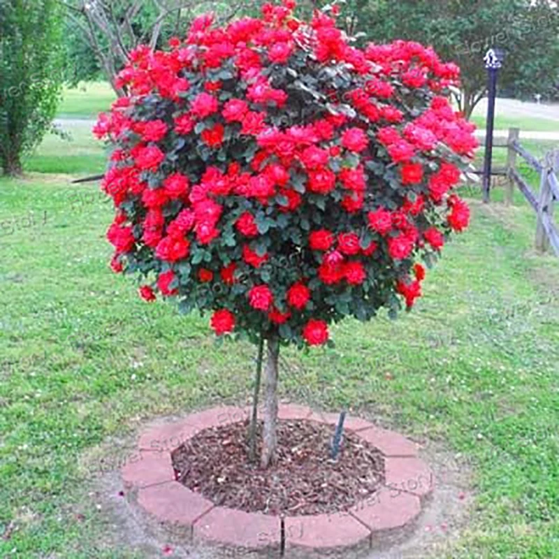 100 Red Rose tree DIY Home Garden Potted Balcony Yard Flower Plant New ...
