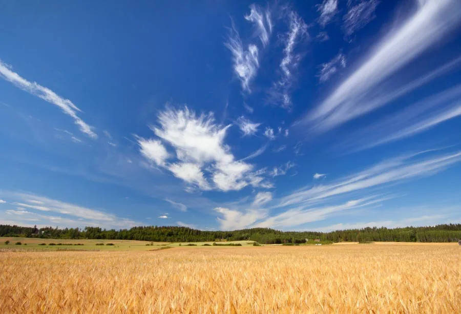 Laeacco Farm Harvest Wheat Field Landscape Photography Backdrops Vinyl ... Laeacco Farm Harvest Wheat Field Landscape Photography Backdrops Vinyl ...