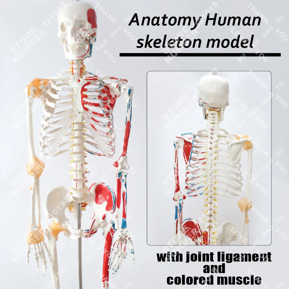 Anatomy Human skeleton model with joint ligament and colored muscle ...