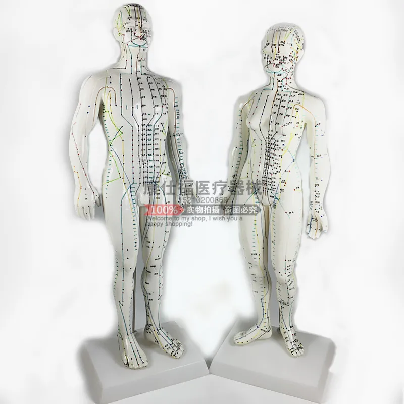 Acupuncture points human body model 50cm male or female models clear ...