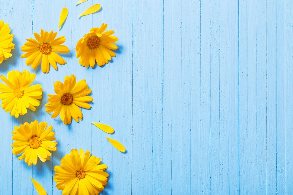 Background Biru Bunga