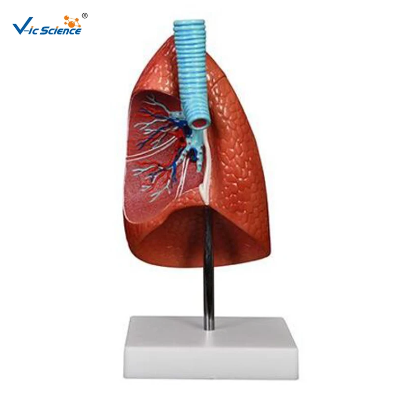 Advanced-PVC-Educational-Anatomical-Lung-Model-for-Teaching-Students.jpg