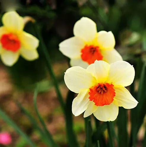 Multi-Color Daffodil Flower Seeds, 100pcs/pack