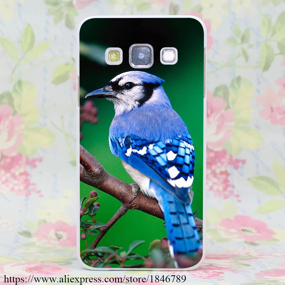 Online Buy Wholesale blue jay birds from China blue jay birds ...