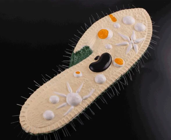 Paramecium Cell Model