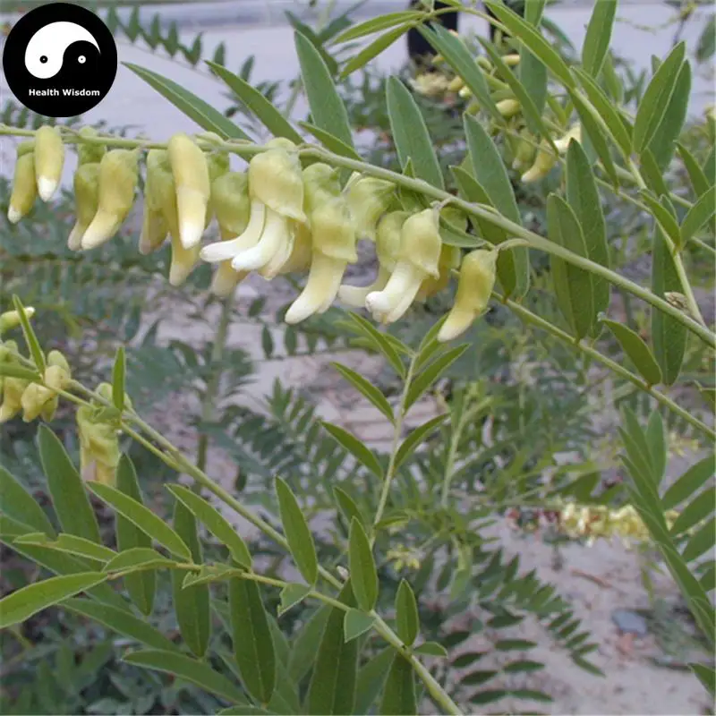 Buy Real Sophora Flavescens Semente 100pcs Plant Medicinal Herbal ...