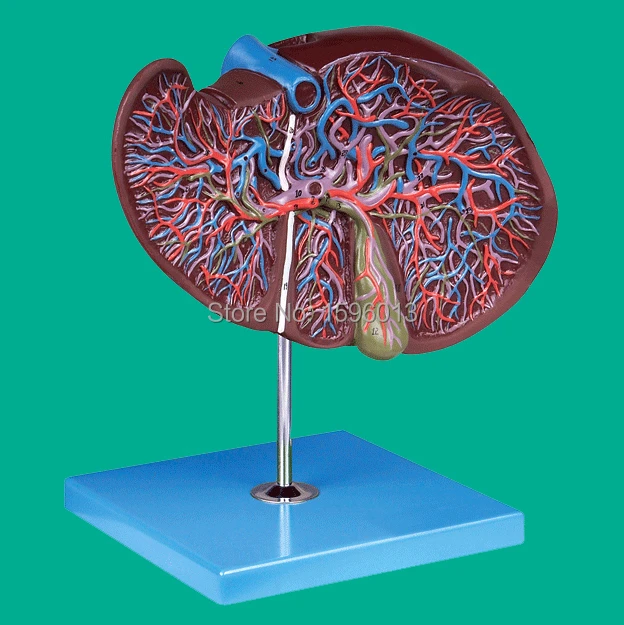 Liver Model Labeled