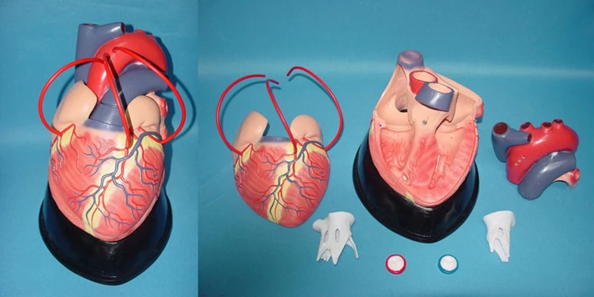 Large Human Heart Dissection Model Medical Teaching Human Specimens ...