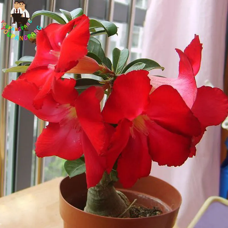 5pcsbag Rare Desert Rose Plants Double Color Succulentas Mixed ...