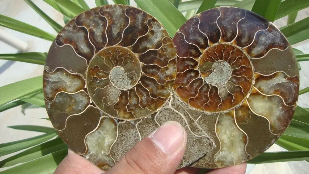233g 1 Pairs Of Split Ammonite Fossil Specimen Shell Healing Madagascar ...