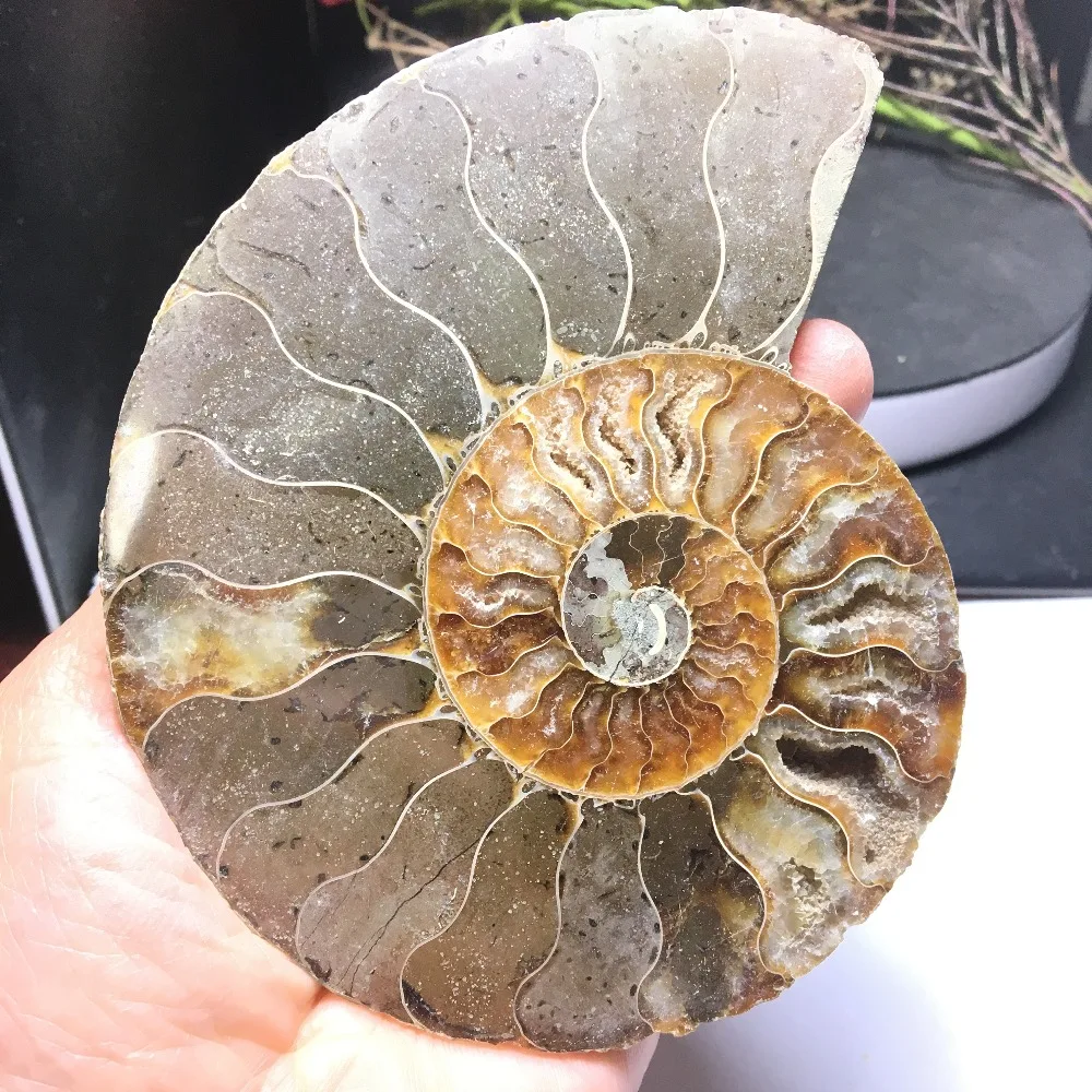 Snail ammonite fossils minerals from Morocco to multicolor fire base-in ...