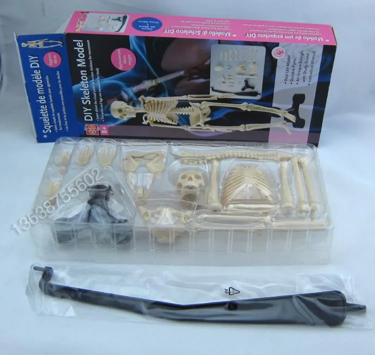 mini-human-skeleton-model-Model-of-human-body-45cm-DIY-human-skeleton ...