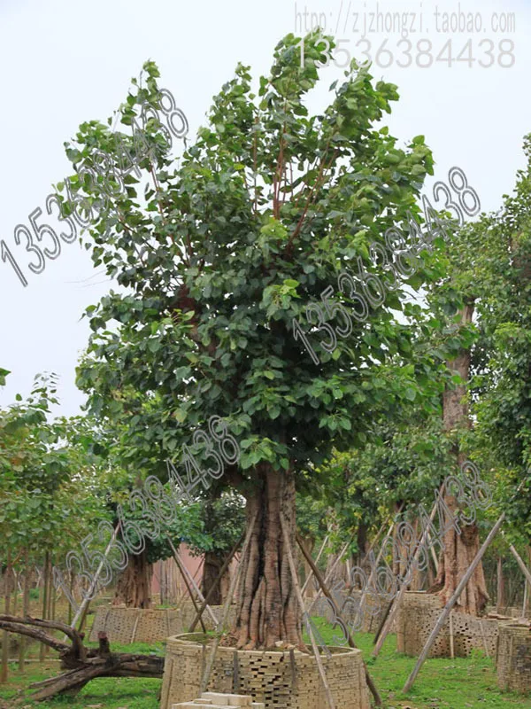 Bodhi Bodhi tree seed seed Yung Buddha's Birthday banyan tree , tree ...