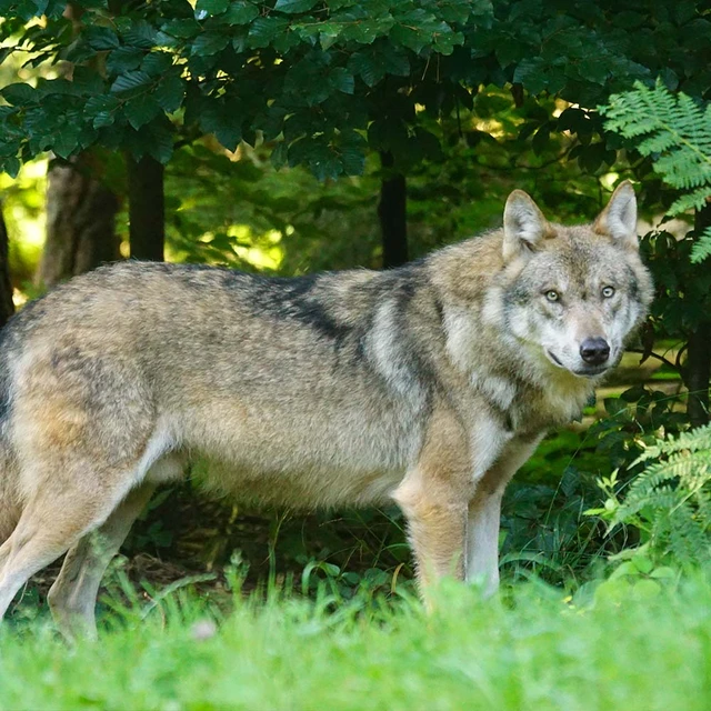 Real Wolf Pictures To Print