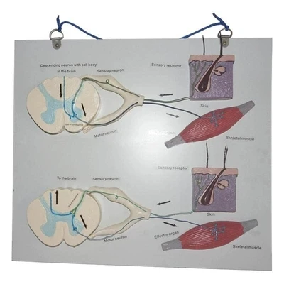 Information-and-reflection-pathway-model-Medical-neural-reflex-arc ...