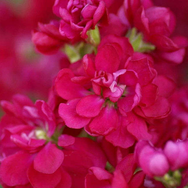 Hot Sale Red Violet Flower 100pcs/Pack – GreenSeedGarden