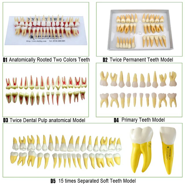 Aliexpress.com : Buy Anatomical root model teeth Twice permanent teeth ...