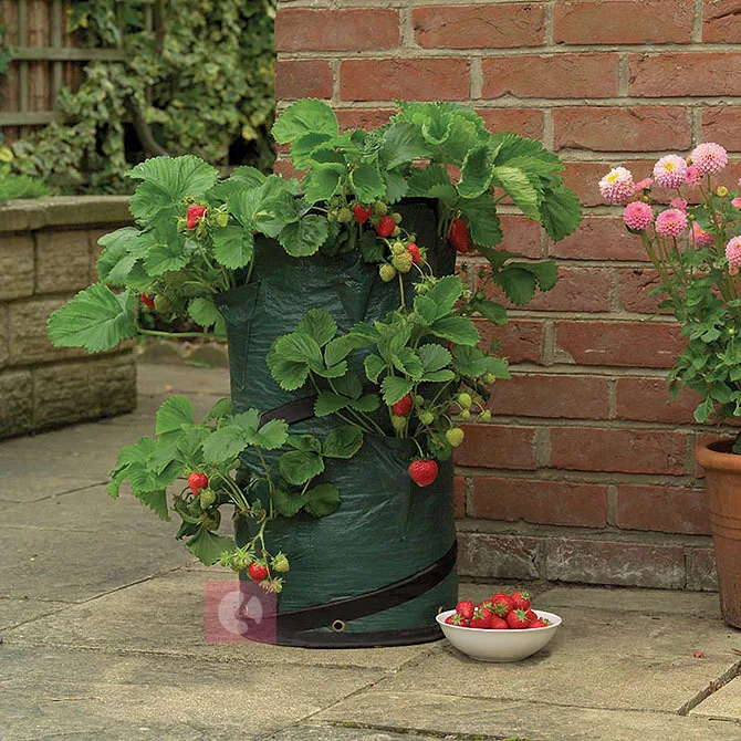 Купить 8 КАРМАНЫ КЛУБНИКА РЕ ПОСАДОЧНЫЕ СУМКИ, ПОВТОРНОЕ ОВОЩНОЙ РАСТИ ...