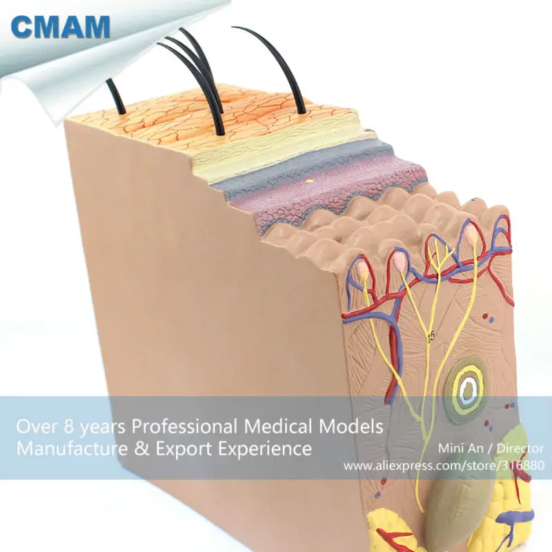 CMAM/12530 SKIN- Skin Block-70x life size, Human E.N.T. Medical ...
