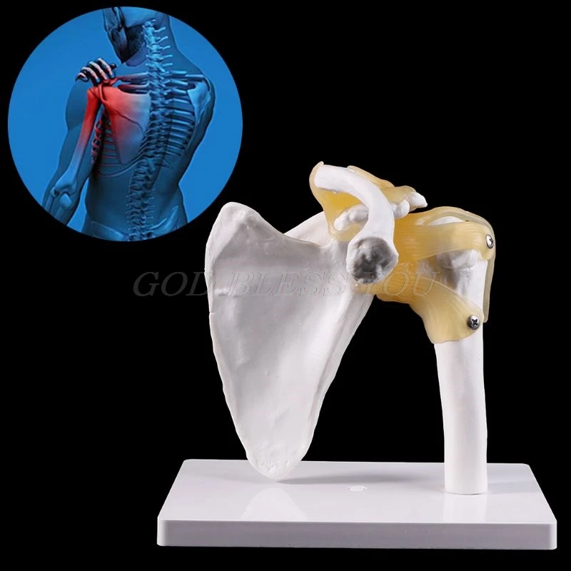 Functional Anatomical Life Size Human Anatomy Skeleton Shoulder Joint ...