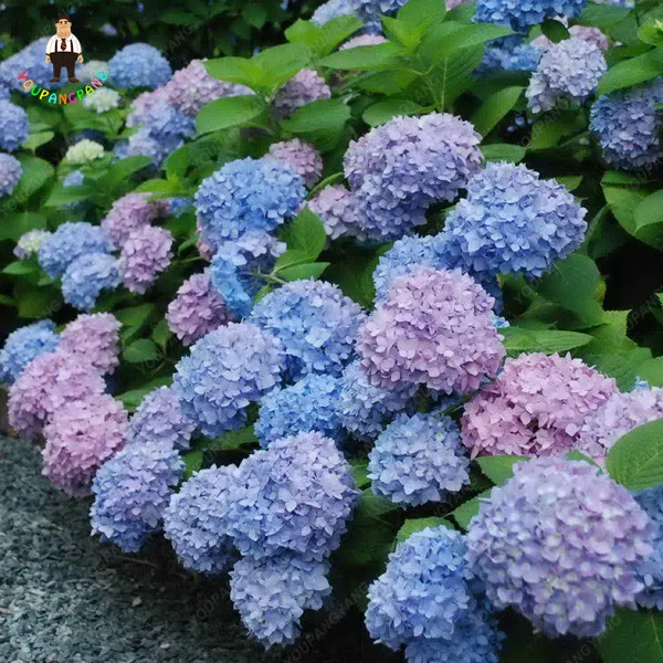 Rare Yellow Hydrangea Plants Mixed Hydrangea Flowers – Katonia House