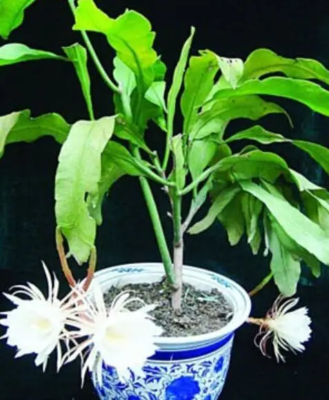 zumari 30 Epiphyllum Oxypetalum Plant Seeds Cacti & Succulents Seeds ...