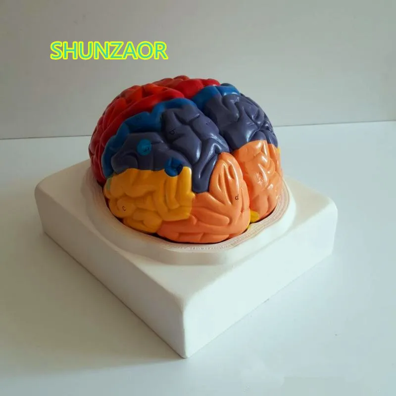 PVC-Brain-Model-Brain-Function-Area-Model-Brain-Anatomical-Model ...