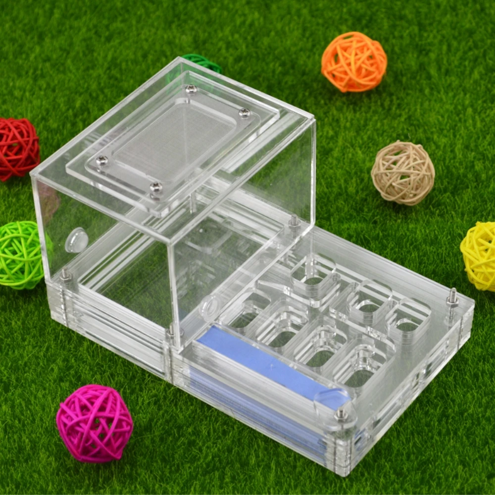 Ant Housing Nest Insect Cage Farms Feed Plastic Acrylic Display ...