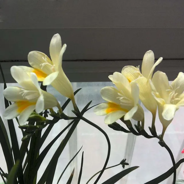 1 pcs Bulbs Rare White Freesia Freesia Flower Bulb – GreenSeedGarden