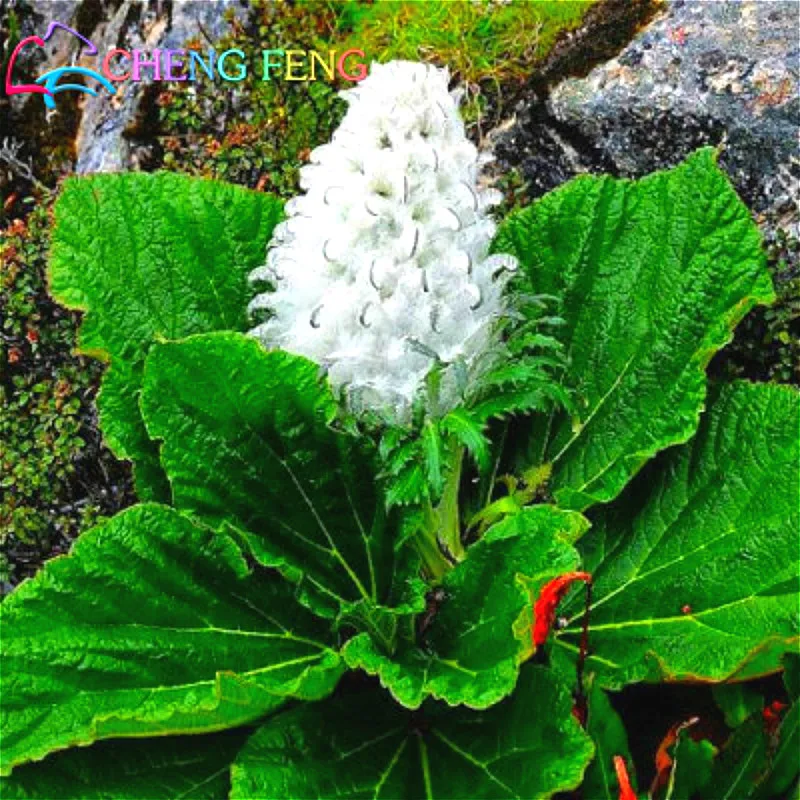 Professional Pack 30 Seed / Pack Big White Snow Lotus Rare Flower Seeds ...