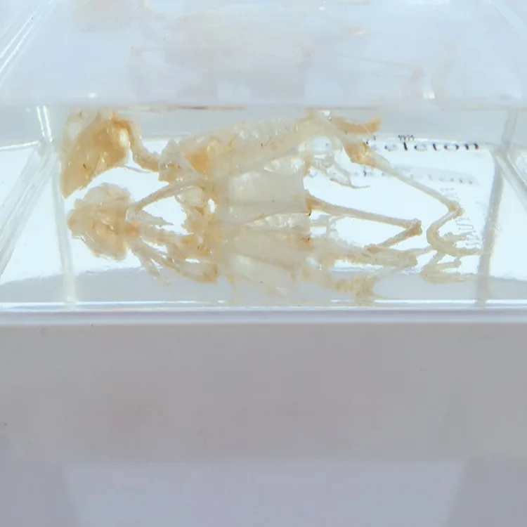 True Dove Skeleton Embedded Specimen Transparent Resin Bird Skeleton ...