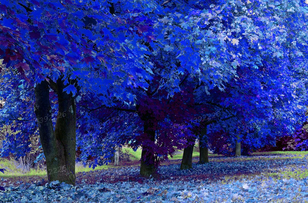 Maple Blue Promotion-Shop for Promotional Maple Blue on Aliexpress.com