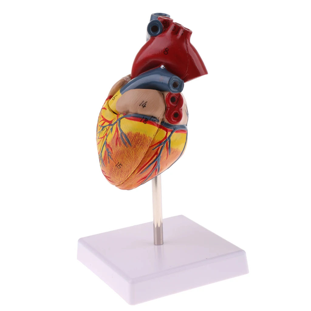 1:1 scale Human Heart Anatomical Model Anatomy School Biology Teaching ...