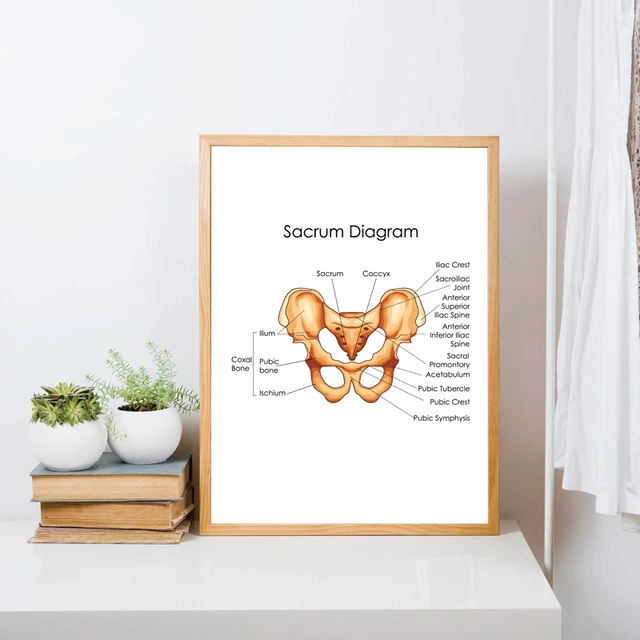 Sacrum Diagram