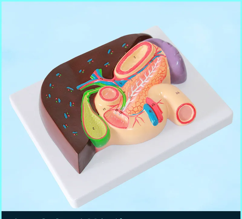 1:1 LifeSize Human Liver with Gallbladder Pancreas Duodenum Anatomy ...