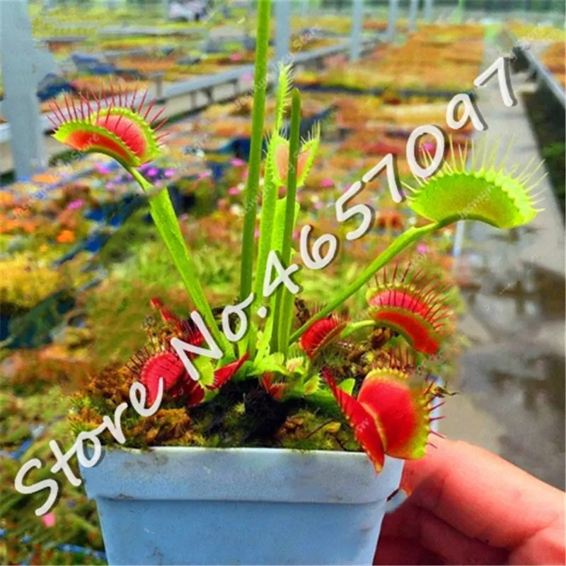 New! 100 pcs Potted Insectivorous Plant bonsai Dionaea Muscipula Giant ...