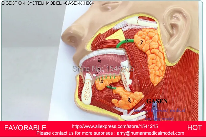 MEDICAL HUMAN DIGESTIVE SYSTEM MODEL OF THE DIGESTIVE TRACT DIGESTIVE ...